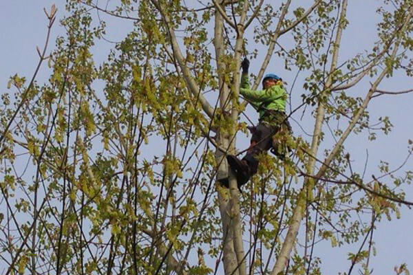Services - Top Tree Service, LLC