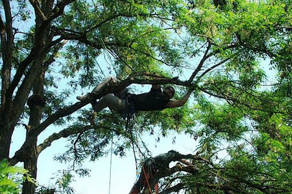 Services - Top Tree Service, LLC