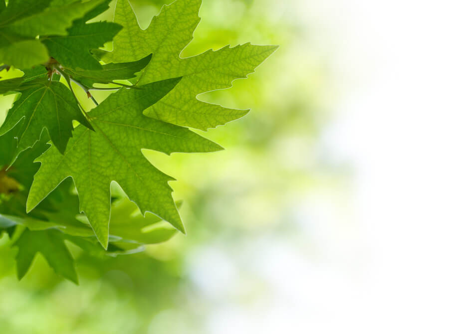 Fotolia_6842979_Subscription_L - Top Tree Service, LLC