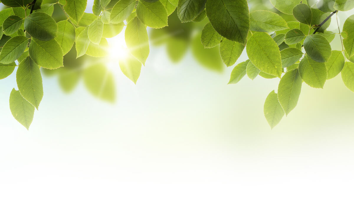 bigstock-Spring-or-summer-season-abstra-50182832_wide - Top Tree ...